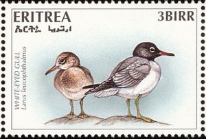 Stamp: White-eyed Gull (Larus leucophthalmus) (Eritrea) (Seabirds) Mi ...
