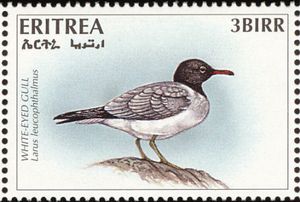 Stamp: White-eyed Gull (Larus leucophthalmus) (Eritrea(Seabirds) Mi:ER ...