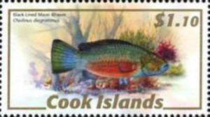 Stamp: Cheek-lined Wrasse (Cheilinus diagrammus) (Cook Islands(Fauna ...