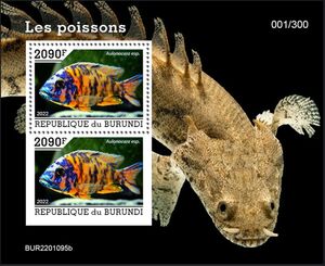 Stamp: Aulonocara spec. (Burundi(Fish I (2022)) Yt:BI BF512