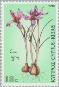 Stamp: Crocus cyprius - Cyprus Crocus (Cyprus(Endangered Wild Flowers ...