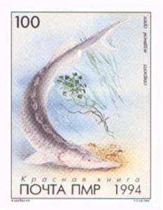 Stamp: Starry Surgeon (Acipenser stellatus) (Transnistria(Red Book of ...
