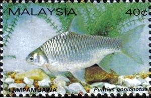 Stamp: Silver Barb (Puntius gonionotus) (Malaysia(Freshwater Fishes) Mi ...