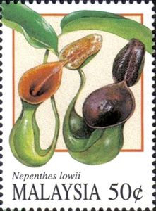 Stamp: Pitcher Plant- Nepenthes lowii (Malaysia(Pitcher Plants) Mi:MY ...