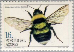 Stamp: Large Garden Bumblebee (Megabombus ruderatus) (Azores) (Insects ...