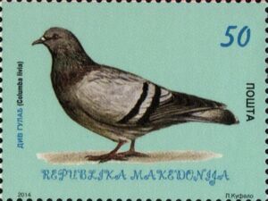 Stamp: Rock Pigeon (Columba livia) (North Macedonia(Pigeons (2015)) Mi ...