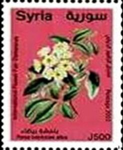 Stamp: Flowers of Syria (Syria(Flowers of Syria (2022)) Yt:SY 1772