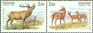 Stamp: Manchurian Wapiti (Cervus elaphus xanthopygus) (Russia(Joint ...