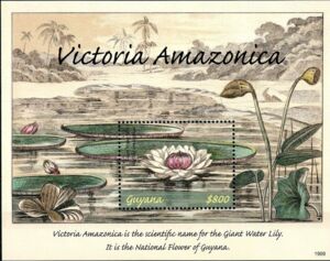 Stamp: Amazon giant water lily (Victoria amazonica) (Guyana(Giant Water ...
