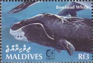 Stamp: Bowhead Whale (Balaena mysticetus) (Maldives(Whales of the World ...