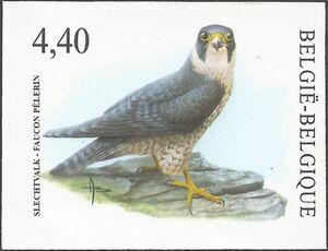 Stamp: Peregrine Falcon (Falco peregrinus) (Belgium(Birds of Buzin) Bel ...