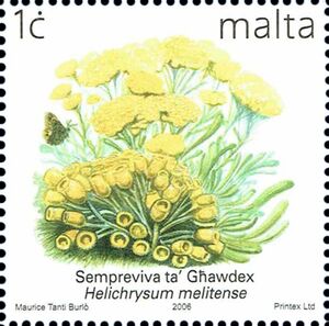 Stamp: Maltese Everlasting (Helichrysum melitense) (Malta(Definitives ...