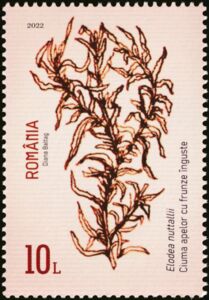 Stamp: Nuttall's Waterweed (Elodea nuttallii) (Romania(Invasive Species ...