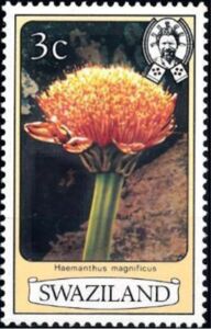 Stamp: Haemanthus magnificus (Eswatini (Swaziland)(Flowers) Mi:SZ 341IA ...