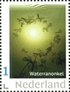 Stamp: Water-crowfoot (Netherlands: Personalized stamps(Dutch ...
