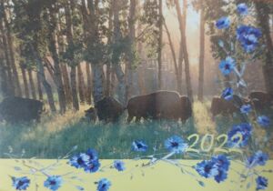 Pocket Calendar: Bison (Belarus(Animals) Col:BY-2022-Animal-001