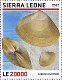 Stamp: Mactra stultorum (Sierra Leone(Shells (2022.1)) Yt:SL 10953,Col ...
