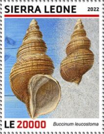 Stamp: Buccinum leucostoma (Sierra Leone(Shells (2022.1)) Col:SL 2022. ...