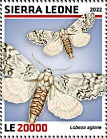 Stamp: Lobeza aglone (Sierra Leone(Moths (2022)) Col:SL 2022.05.05-35a