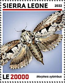 Stamp: Morpheis xylotribus (Sierra Leone(Moths (2022)) Col:SL 2022.05. ...