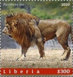 Stamp: The Lion (Panthera leo) (Liberia(Lions (2020)) Yt:LR 6574