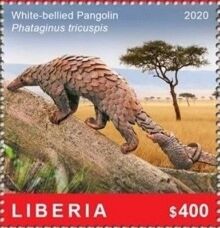 Stamp: White-bellied pangolin (Phataginus tricuspis) (Liberia(Tropical ...