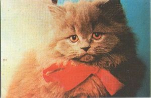 Calendario de Bolsillo: Cat with Red Bow (Unión Soviética, URSS(Cats ...