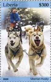 Stamp: Siberian Husky (Liberia(Sledge Dogs (2020)) Yt:LR 6704
