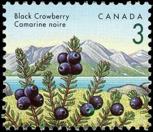 Stamp: Black Crowberry (Empetrum nigrum) (Canada(Definitives 1992-1998 ...