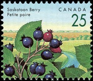 Stamp: Saskatoon Berry (Amelanchier alnifolia) (Canada(Definitives 1992 ...