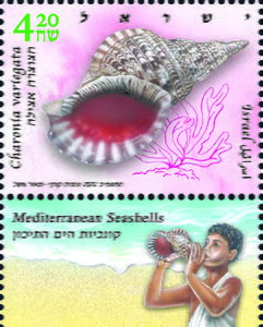 Stamp: Atlantic Triton (Charonia variegata) (Israel(Mediterranean ...