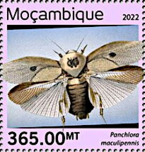 Stamp: Panchlora maculipennis (Mozambique(Insects of Mozambique (2022 ...
