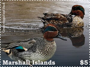 Stamp: Green-winged tail Duck (Marshall Islands(Ducks of Marshall ...