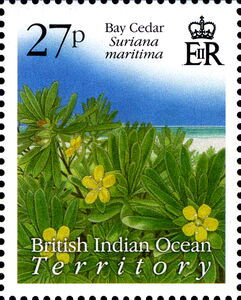 Stamp: Bay Cedar (Suriana maritima) (British Indian Ocean Territory ...