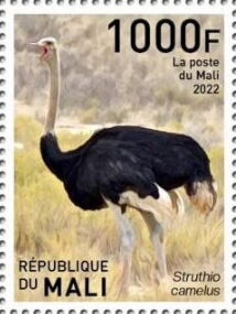 Stamp: Common Ostrich (Struthio camelus) (Mali(Birds of Mali (2022 ...