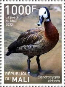 Stamp: White-Faced Whistling Duck (Dendrocygna viduata) (Mali(Birds of ...