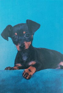 Pocket Calendar: Dwarf Pinscher (Russia(Dogs) Col:RUS-1994-Animal-001.0245