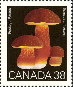 Stamp: Admirable Boletus (Boletus mirabilis) (Canada(Mushrooms & Fungi ...