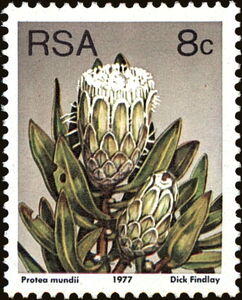 Stamp: Forest Sugarbush (Protea mundii) (South Africa(Proteas and Other ...