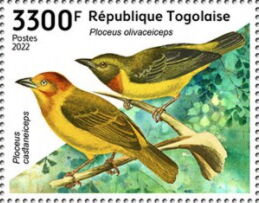 Stamp: Ploceus castaneiceps, Ploceus olivaceiceps (Togo(Birds of Africa ...