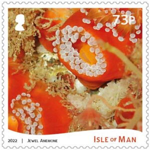 Stamp: Jewel Anemone (Corynactis viridis) (Isle of Man(Underwater ...