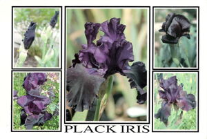 Postcard: Jordan National Flower - The Black Iris (JordanCol:JO-000152