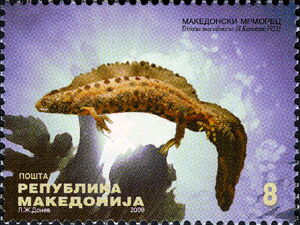 Stamp: Macedonian Crested Newt (Triturus macedonicus) (North Macedonia ...