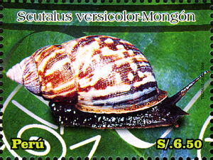Stamp: Land Snail (Scutalus versicolour) (Peru(Indigenous Land Snails ...