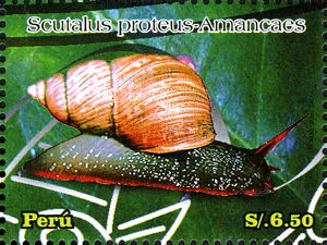 Stamp: Land Snail (Scutalus proteus) (Peru(Indigenous Land Snails) Mi ...