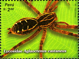 Sello: Wolf Spider (Aglaoctenus castaneus) (Perú(Indigenous Spiders) Mi ...