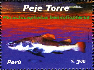Stamp: Redtailed Catfish (Phractocephalus hemioliopterus) (Peru ...