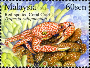 Stamp: Red-spotted Coral Crab (Trapezia rufopunctata) (Malaysia(Fauna ...
