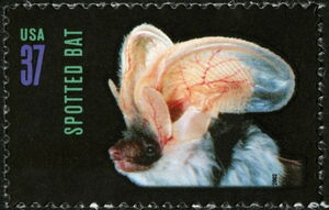 Stamp: Spotted Bat (Euderma maculatum) (United States of America ...