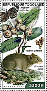 Stamp: Campylotes histrionicus, Quercus lamellosa, Ochotona alpina ...